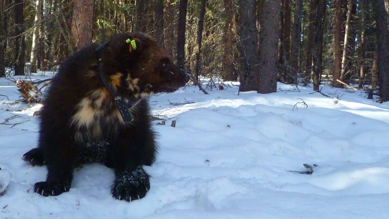 Wild Cam: Wolverine densities vary across Canadian boreal forest - The ...