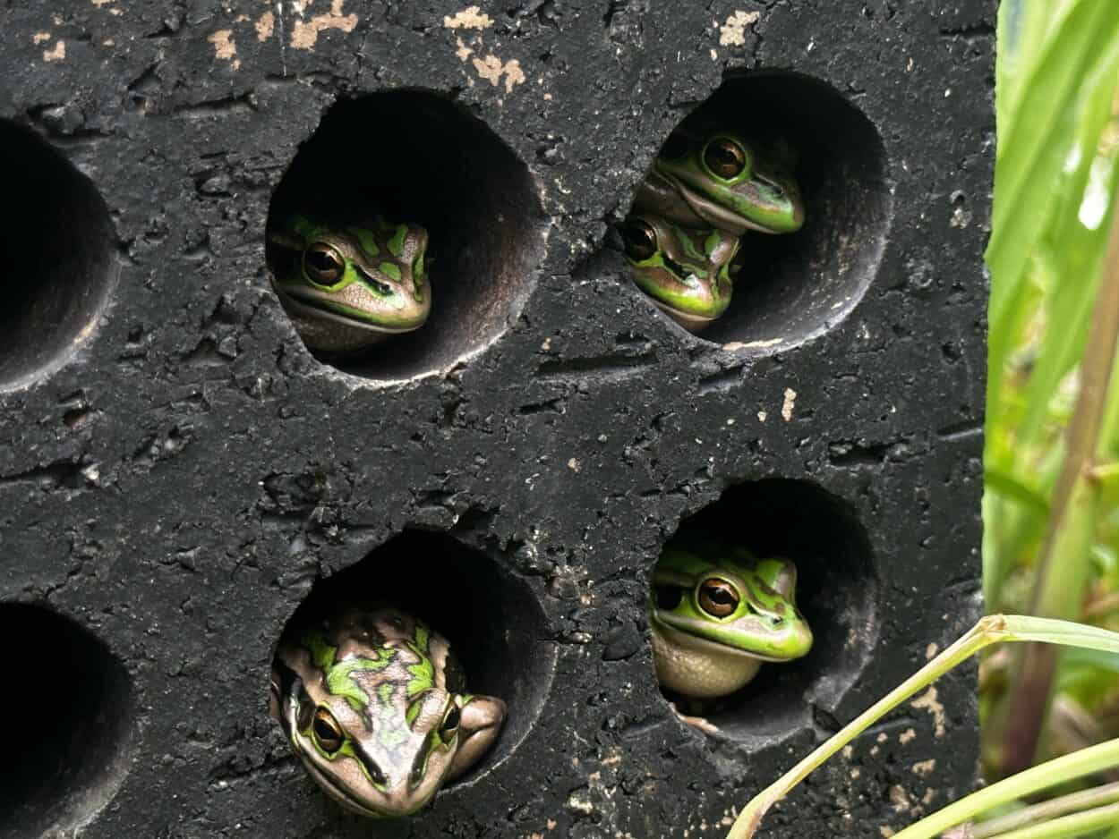 Wild Cam: Frog saunas may ward off chytrid disease - The Wildlife Society