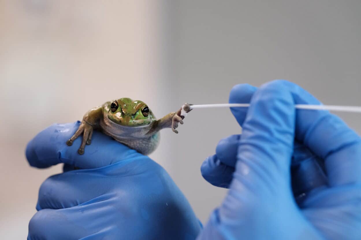 Wild Cam: Frog saunas may ward off chytrid disease - The Wildlife Society