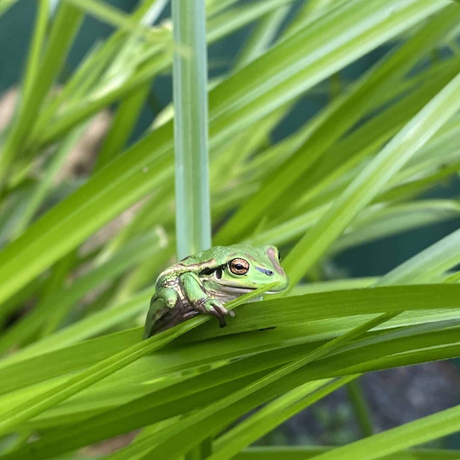 Wild Cam: Frog saunas may ward off chytrid disease - The Wildlife Society
