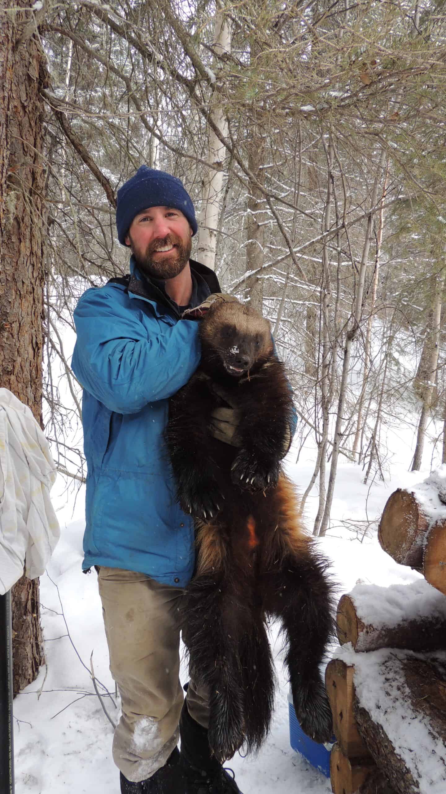 Wild Cam: Wolverine densities vary across Canadian boreal forest - The ...