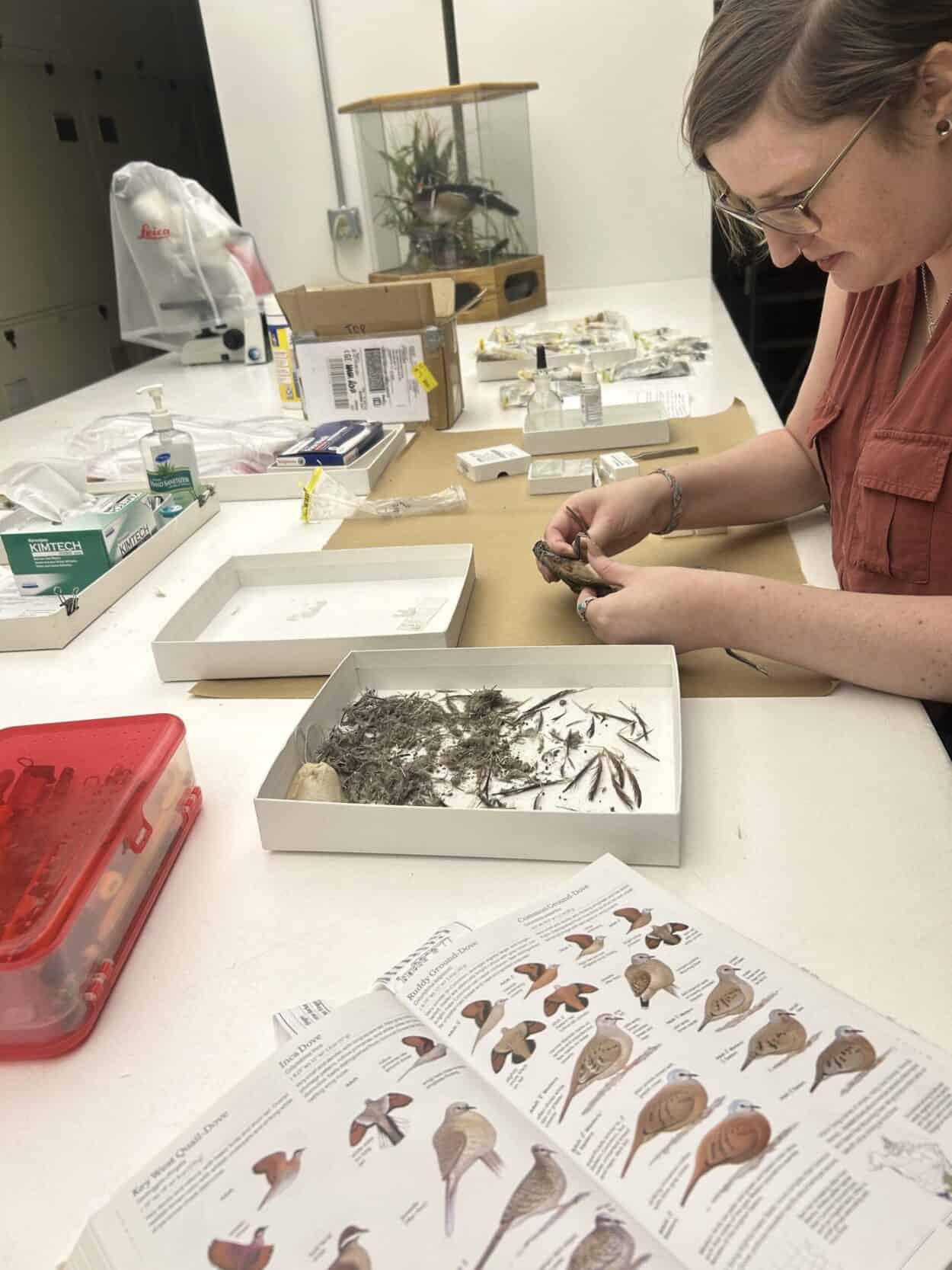 TWS2024: Burmese pythons eat their way across the continent - The ...