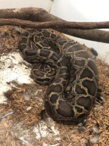 TWS2024: Burmese pythons eat their way across the continent - The ...