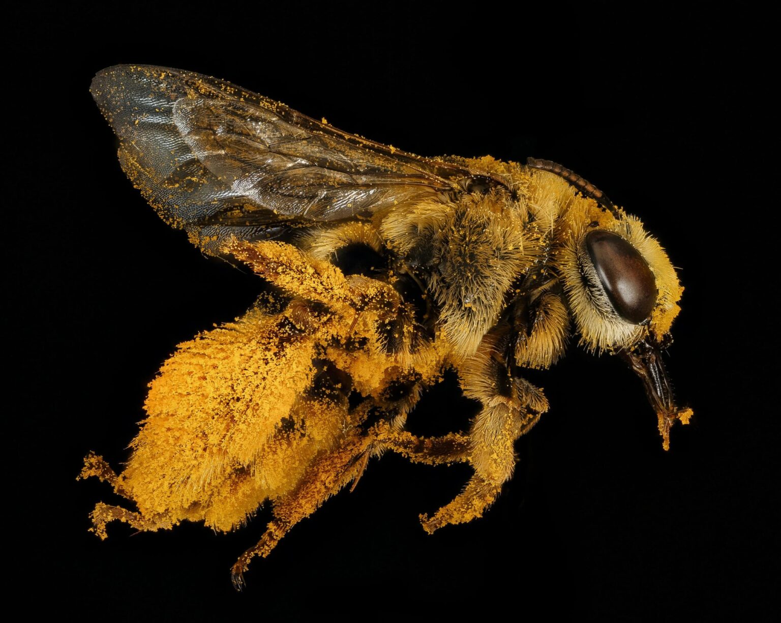 How do introduced honey bees affect native bees? - The Wildlife Society