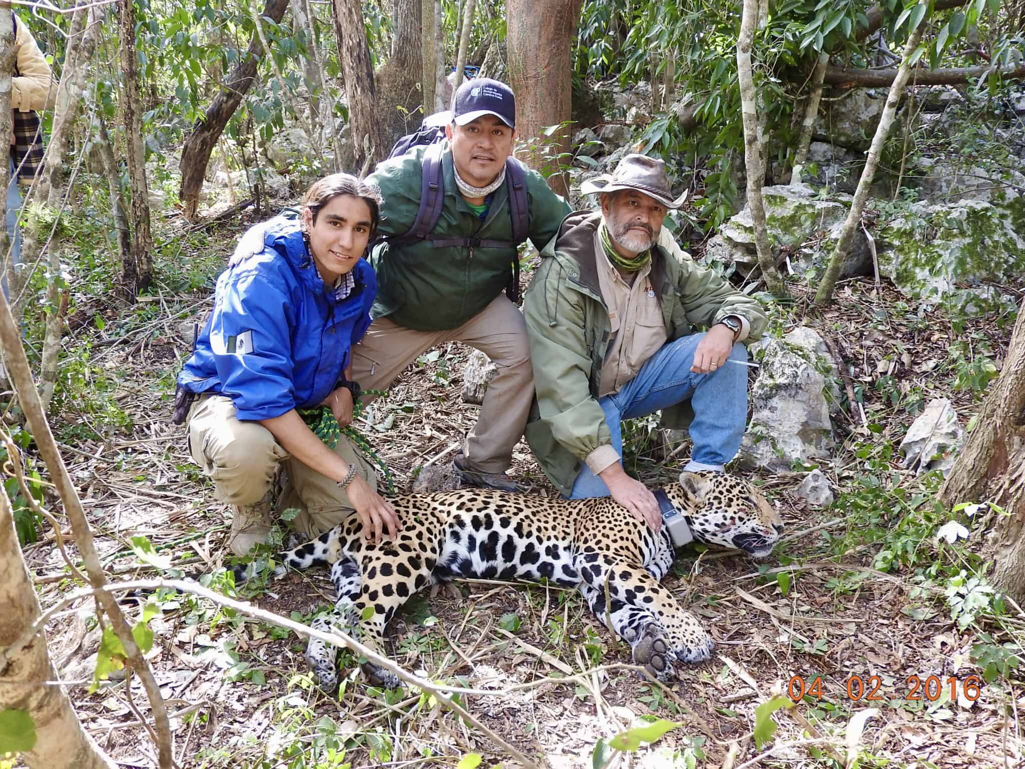 Wild Cam: Jaguar predation on livestock limited in NE Mexico - The ...
