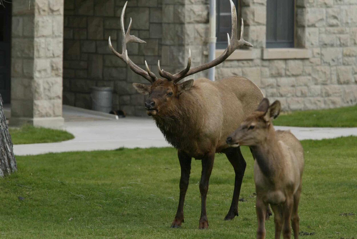 Elk spotted in eastern Iowa is a rare sight - The Wildlife Society