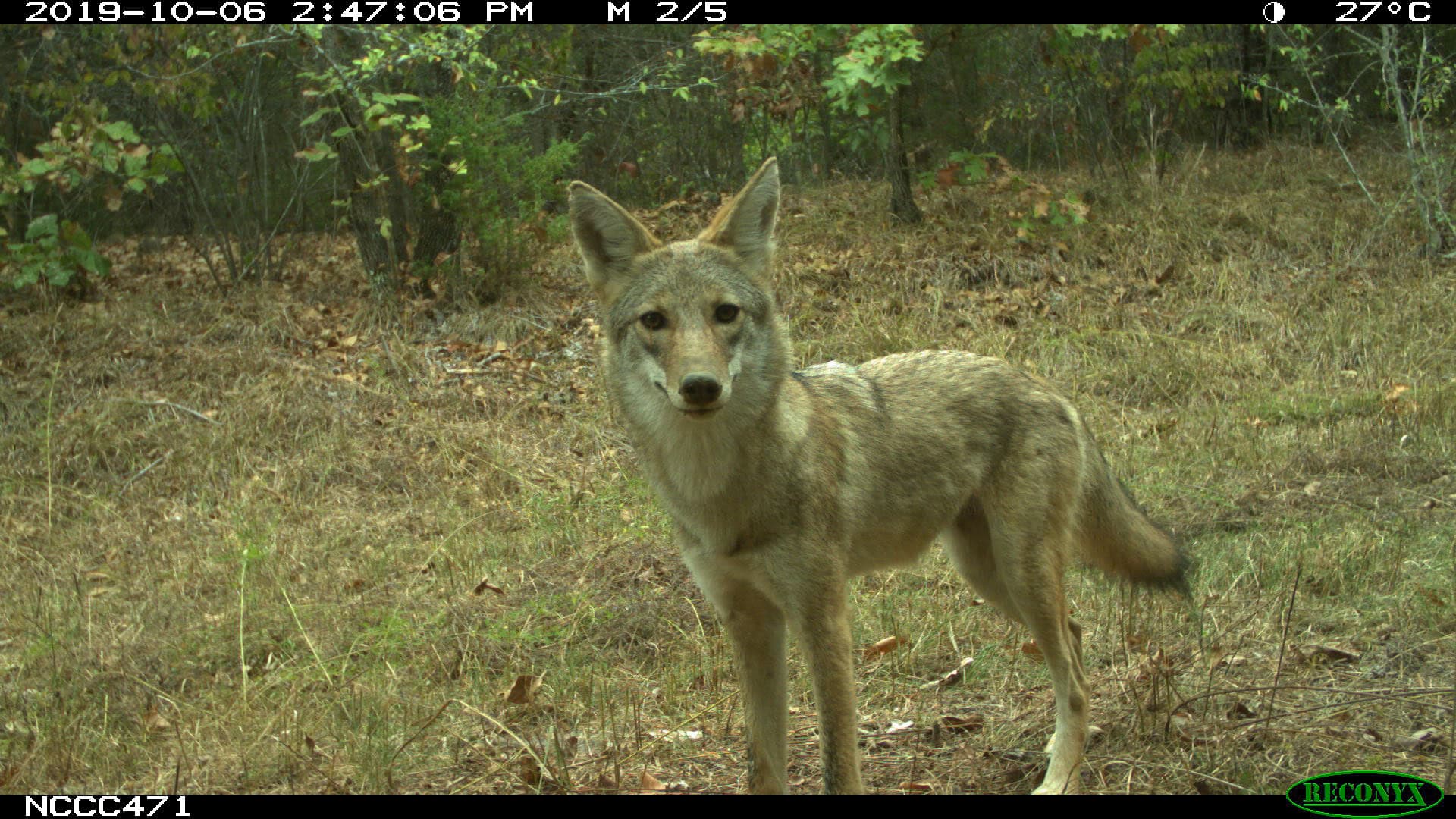 Coyote hunting doesn’t always decrease populations - The Wildlife Society