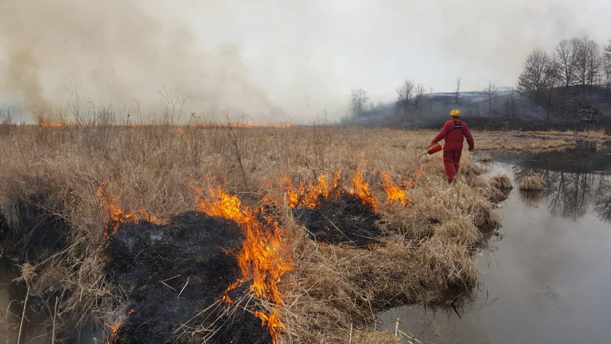 JWM: Bison, burns and birds - The Wildlife Society