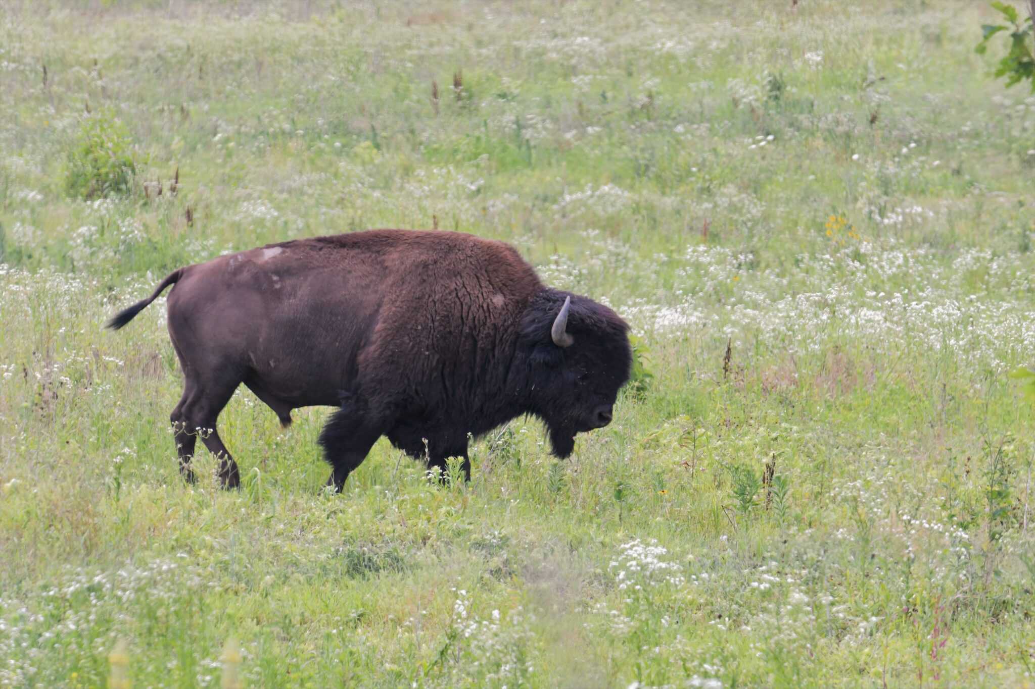 JWM: Bison, burns and birds - The Wildlife Society