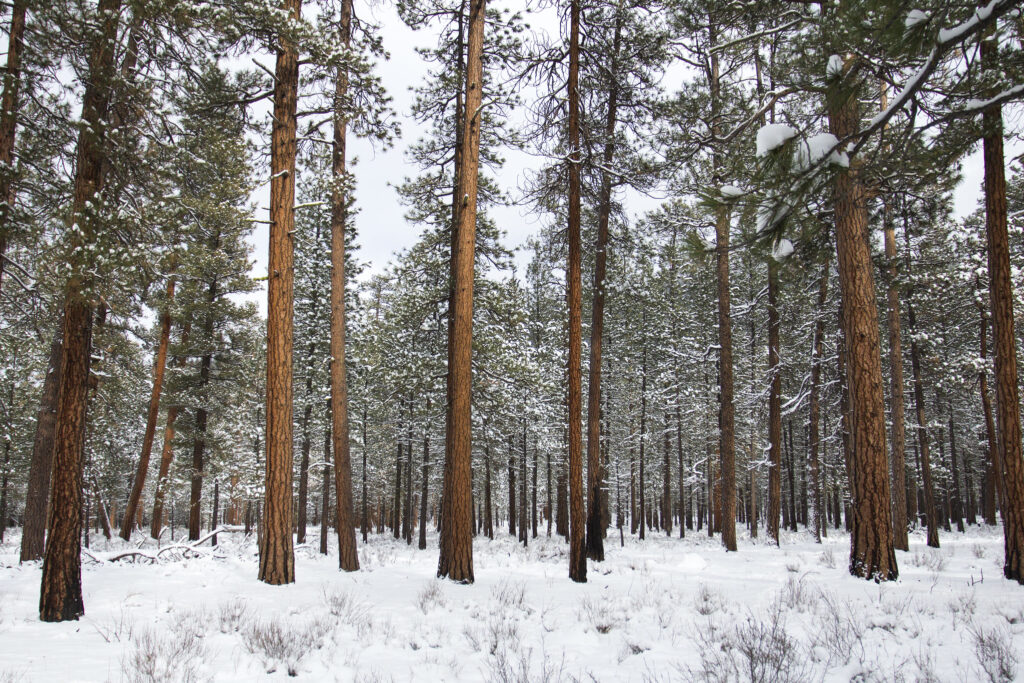 U.S. Forest Service announces hiring freeze - The Wildlife Society