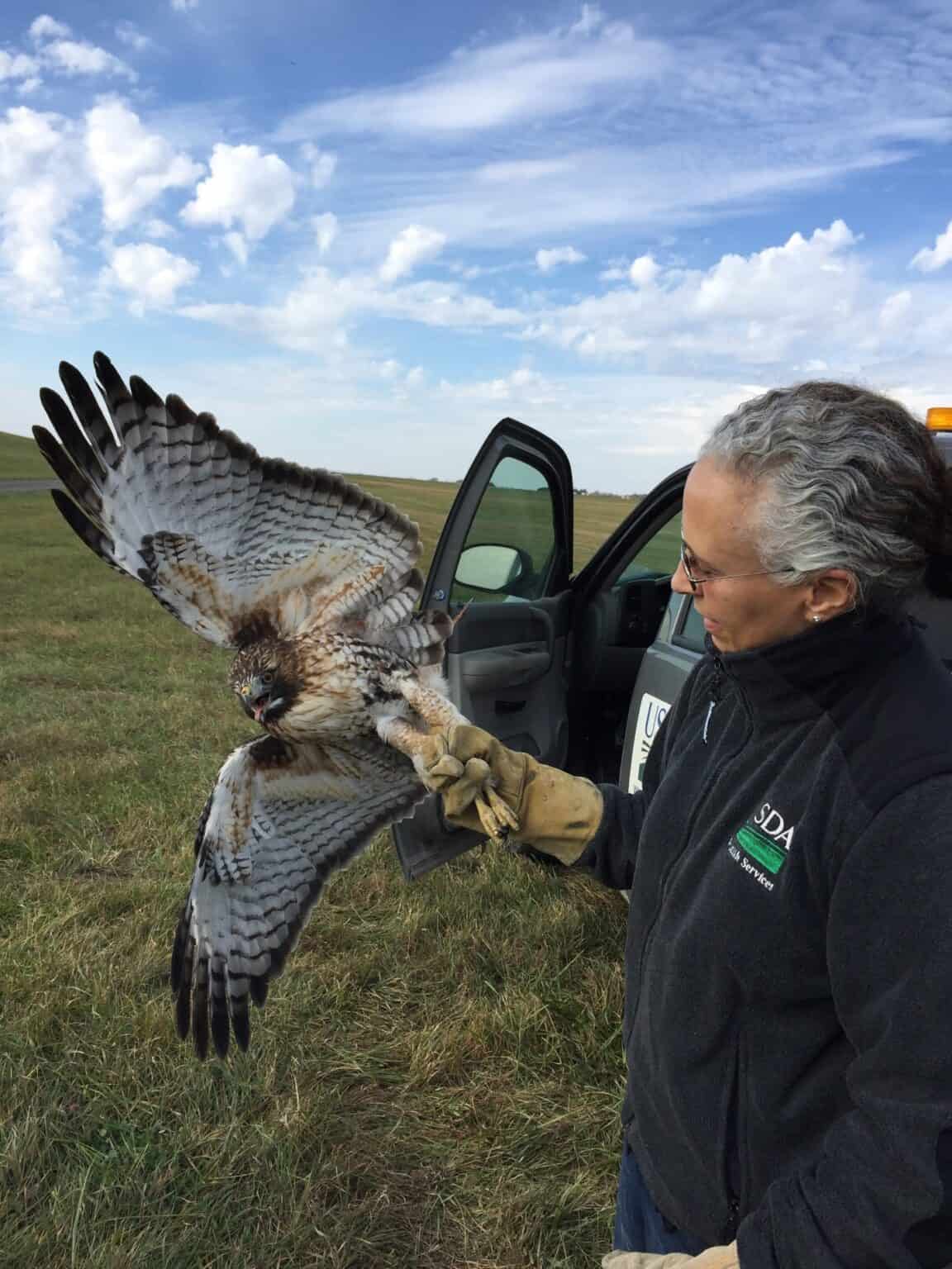 Australian ‘firehawks’ use fire to catch prey - The Wildlife Society