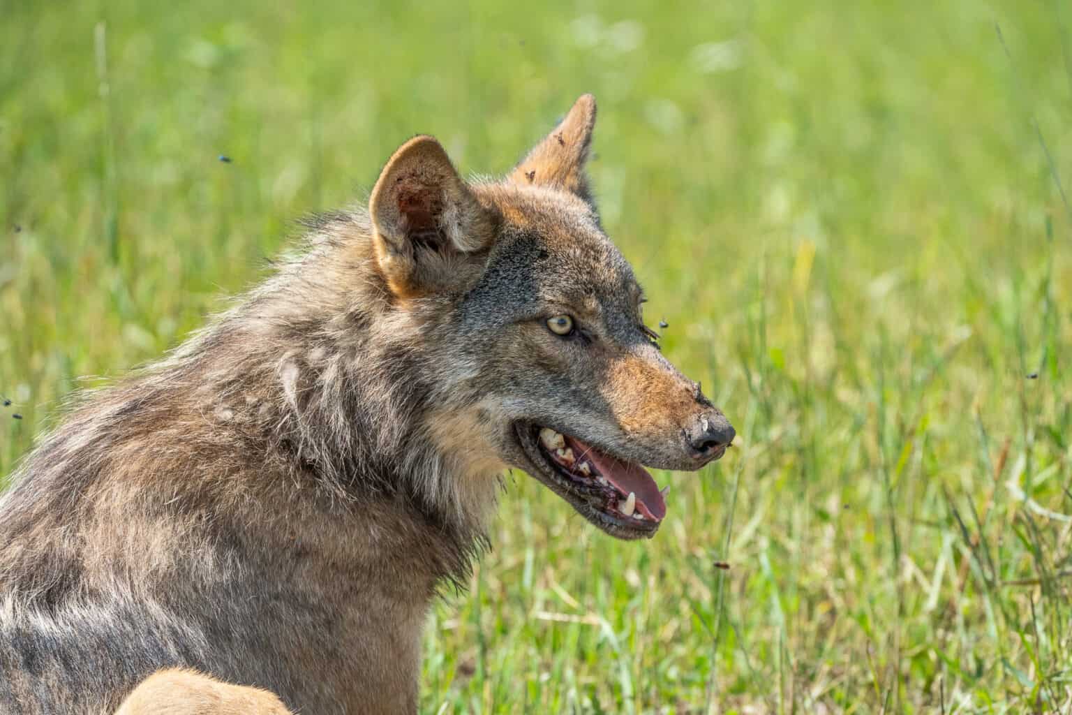 Wild Cam: As snow decreases, wolf stomachs rumble - The Wildlife Society