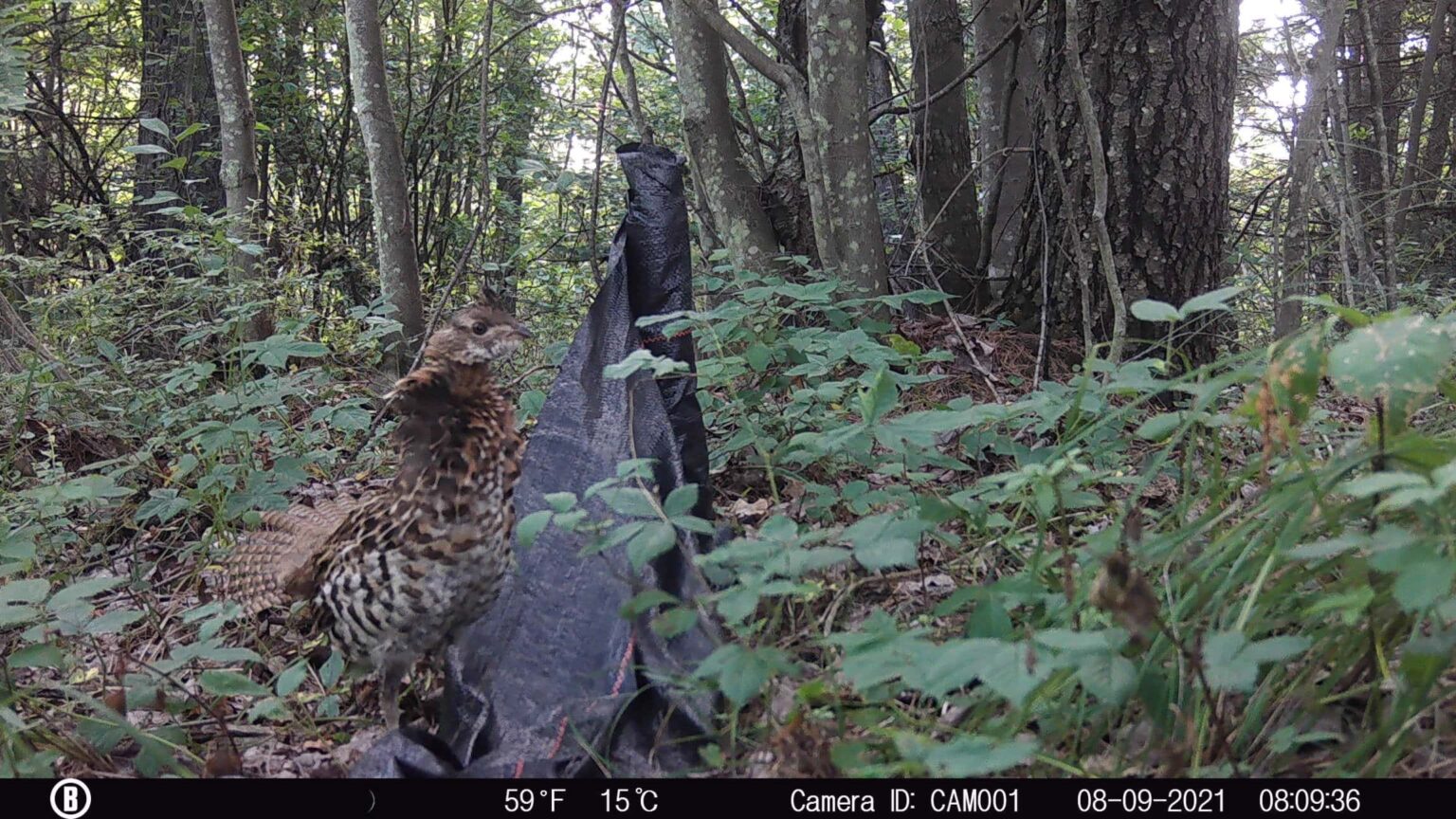 Digging into the science of snags - The Wildlife Society