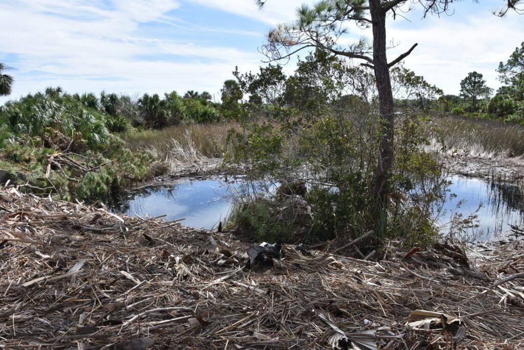 Hybrids — and maybe a full red wolf — found in former range - The ...