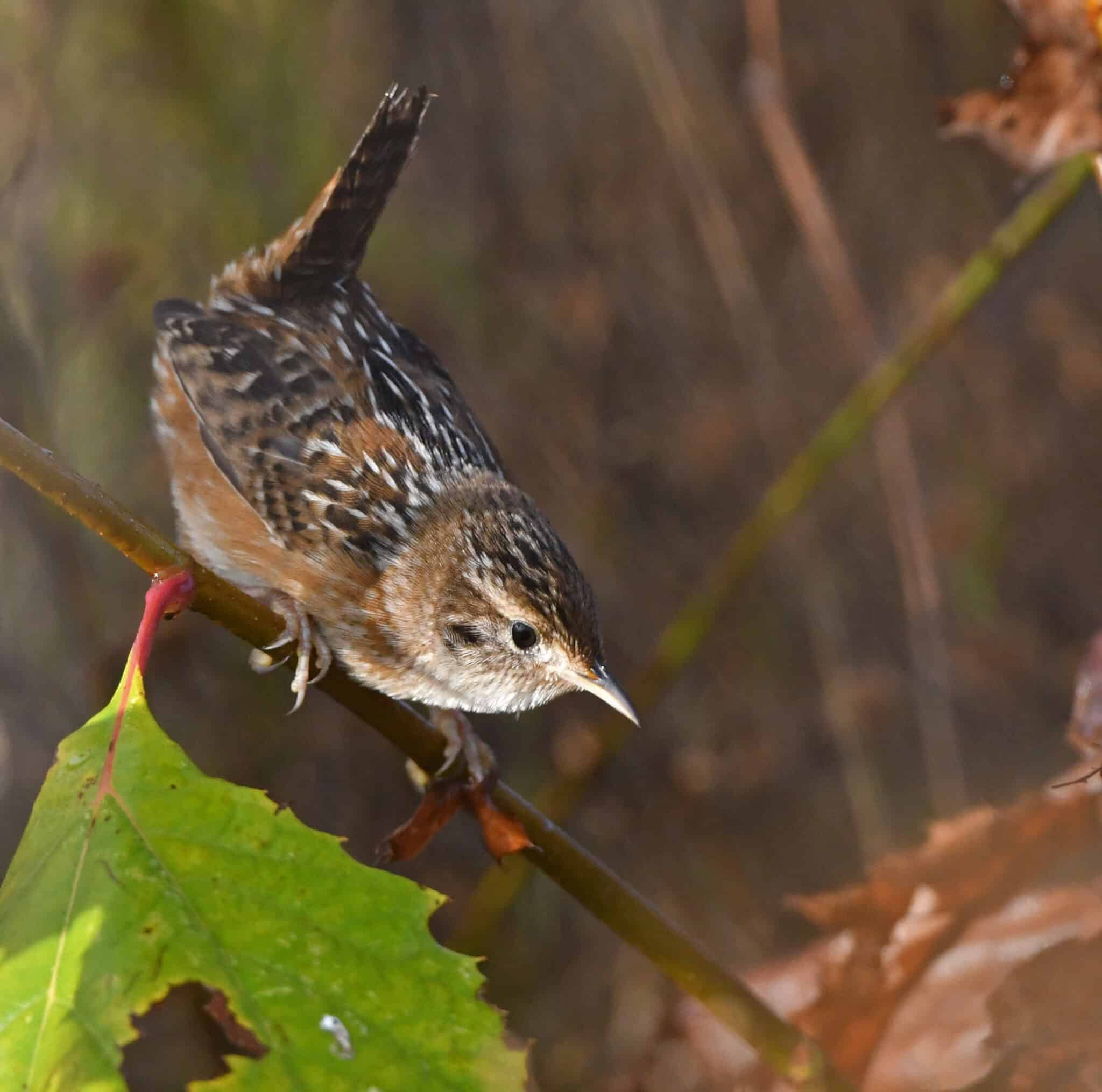 Australian ‘firehawks’ use fire to catch prey - The Wildlife Society