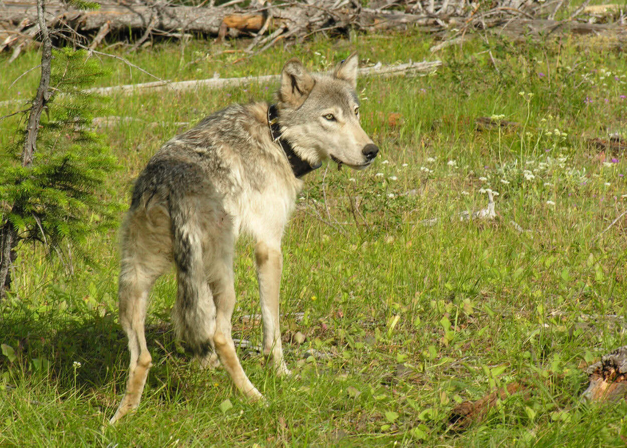 Can drones haze wolves? - The Wildlife Society