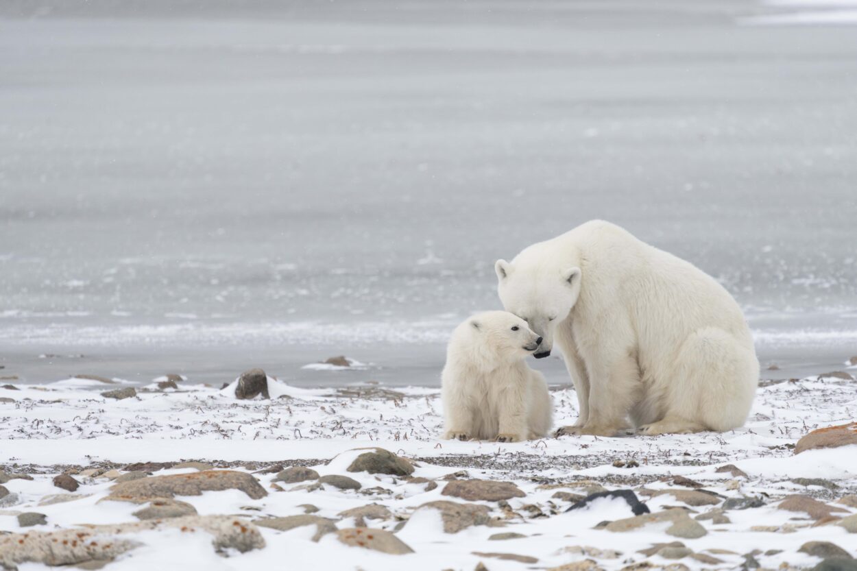 Why are polar bear populations declining? - The Wildlife Society