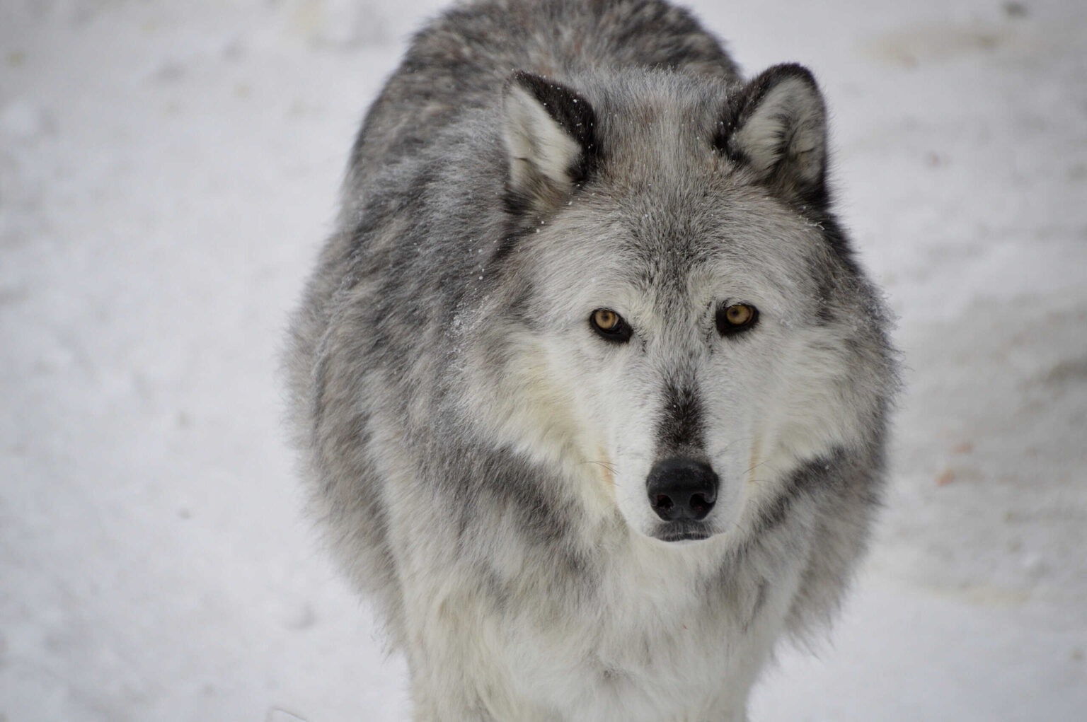 Colorado releases additional 15 wolves - The Wildlife Society