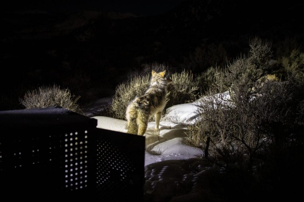 Colorado releases additional 15 wolves - The Wildlife Society