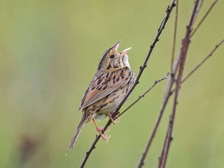 Researchers Confirm Snake Fungal Disease Culprit - The Wildlife Society