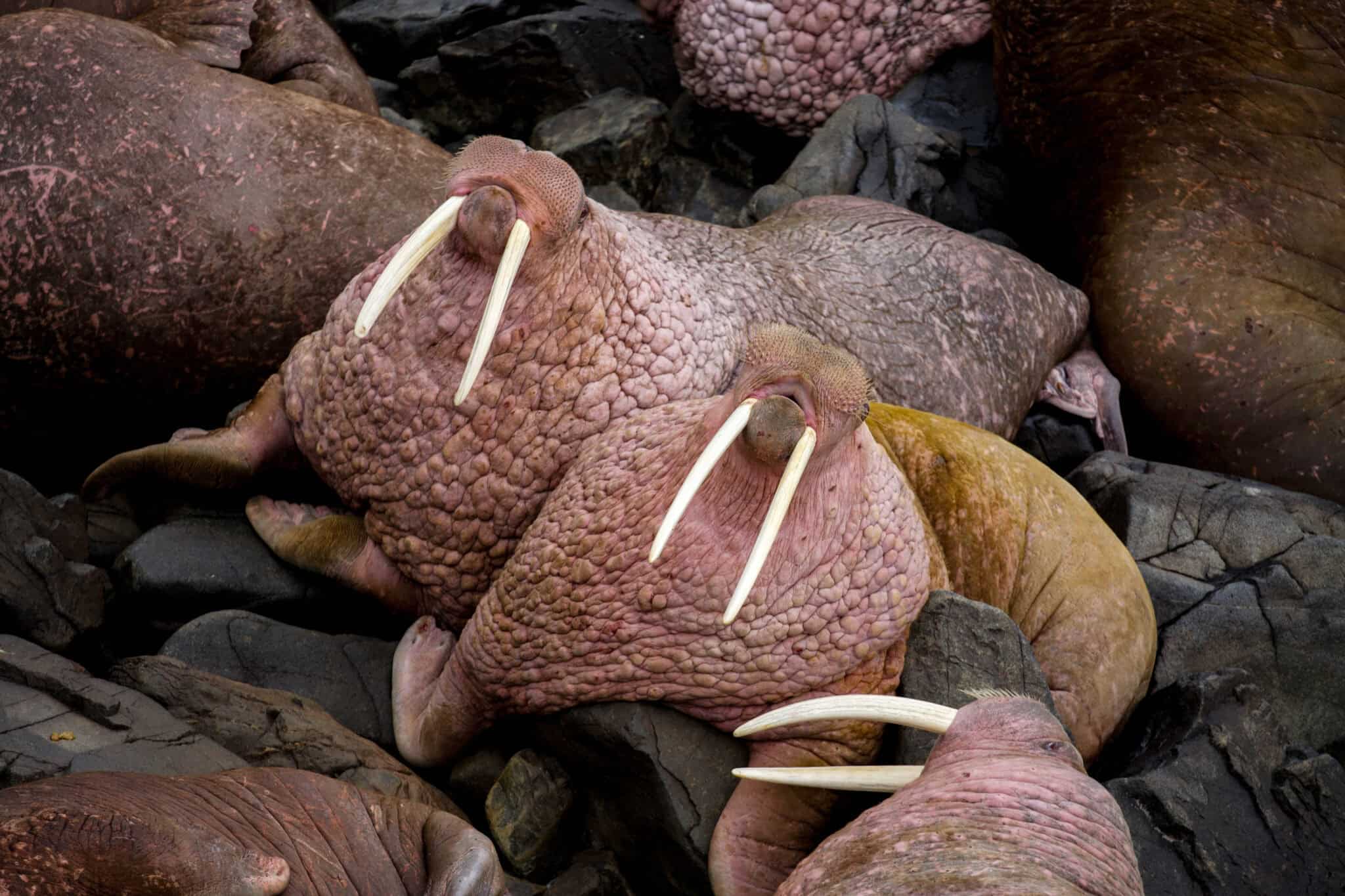 JWM: Pacific walrus harvest sustainable for foreseeable future - The ...