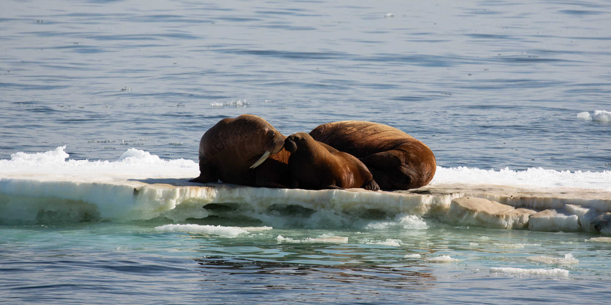 JWM: Pacific walrus harvest sustainable for foreseeable future - The ...