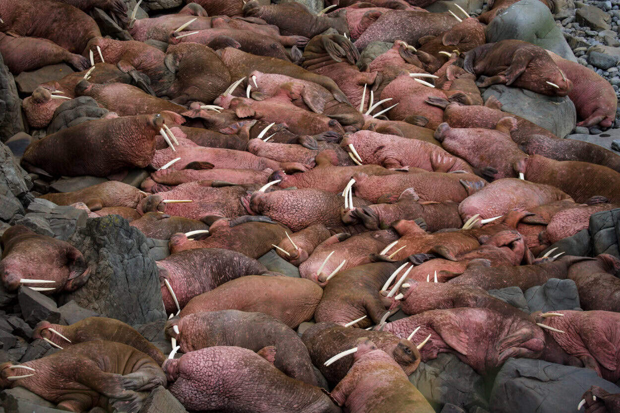 JWM: Pacific walrus harvest sustainable for foreseeable future - The ...