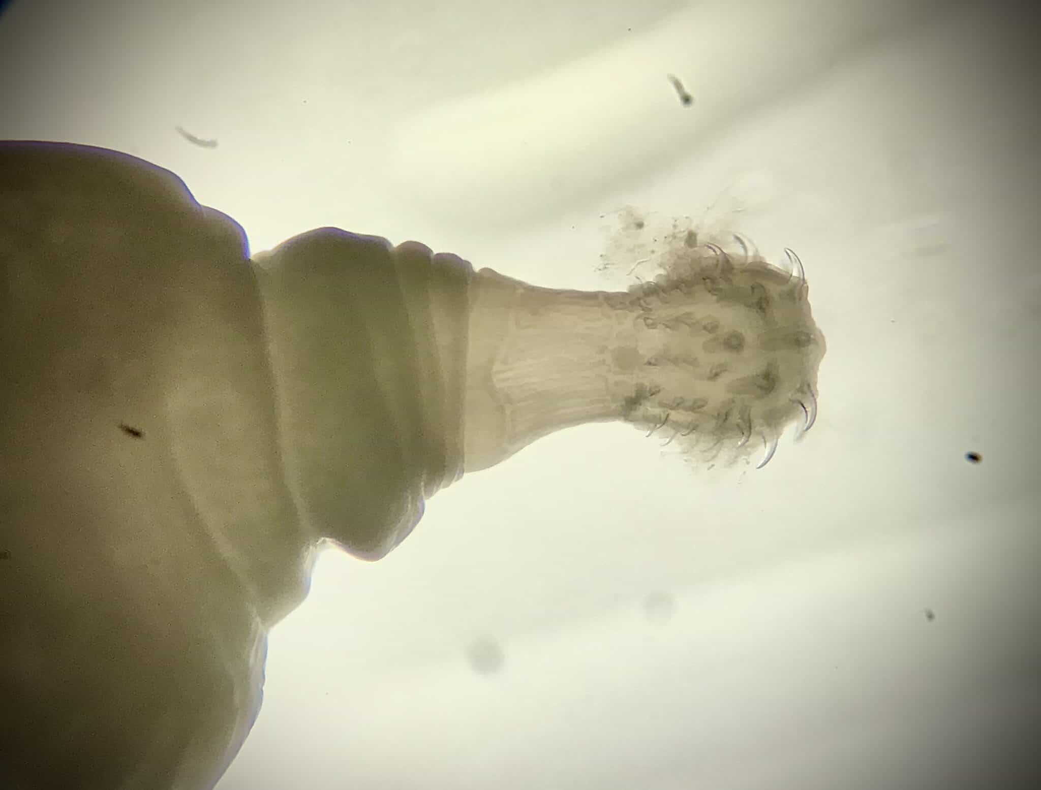 Hook-headed parasite may be killing island foxes - The Wildlife Society