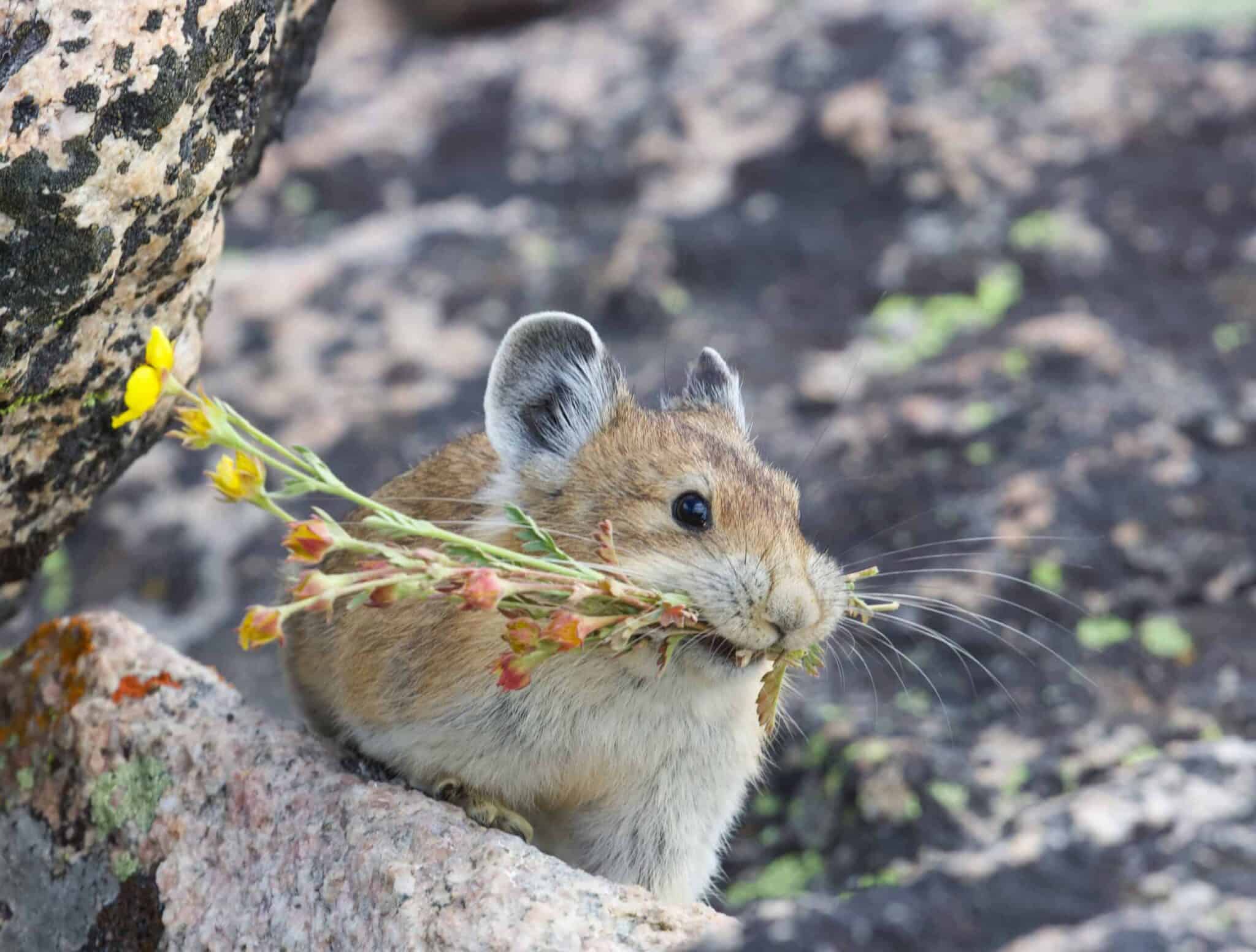 Modeling American pika distribution based on what they leave behind ...