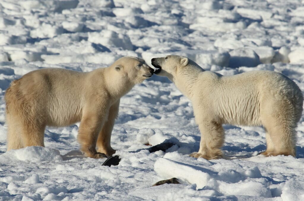 Australian ‘firehawks’ use fire to catch prey - The Wildlife Society