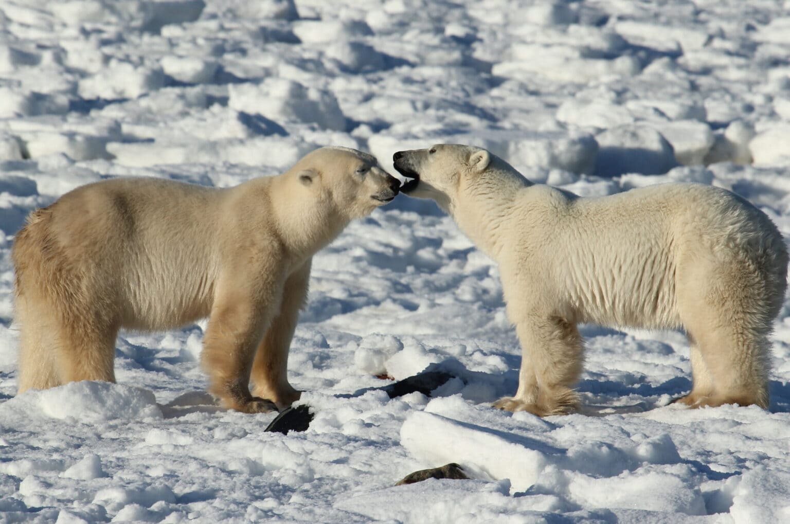 Australian ‘firehawks’ use fire to catch prey - The Wildlife Society