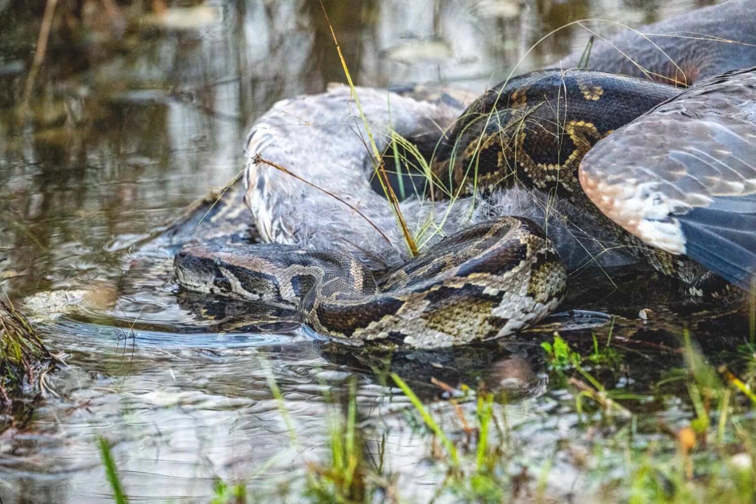 How to improve invasive python removal - The Wildlife Society