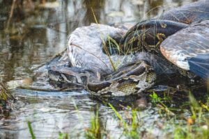 How to improve invasive python removal - The Wildlife Society