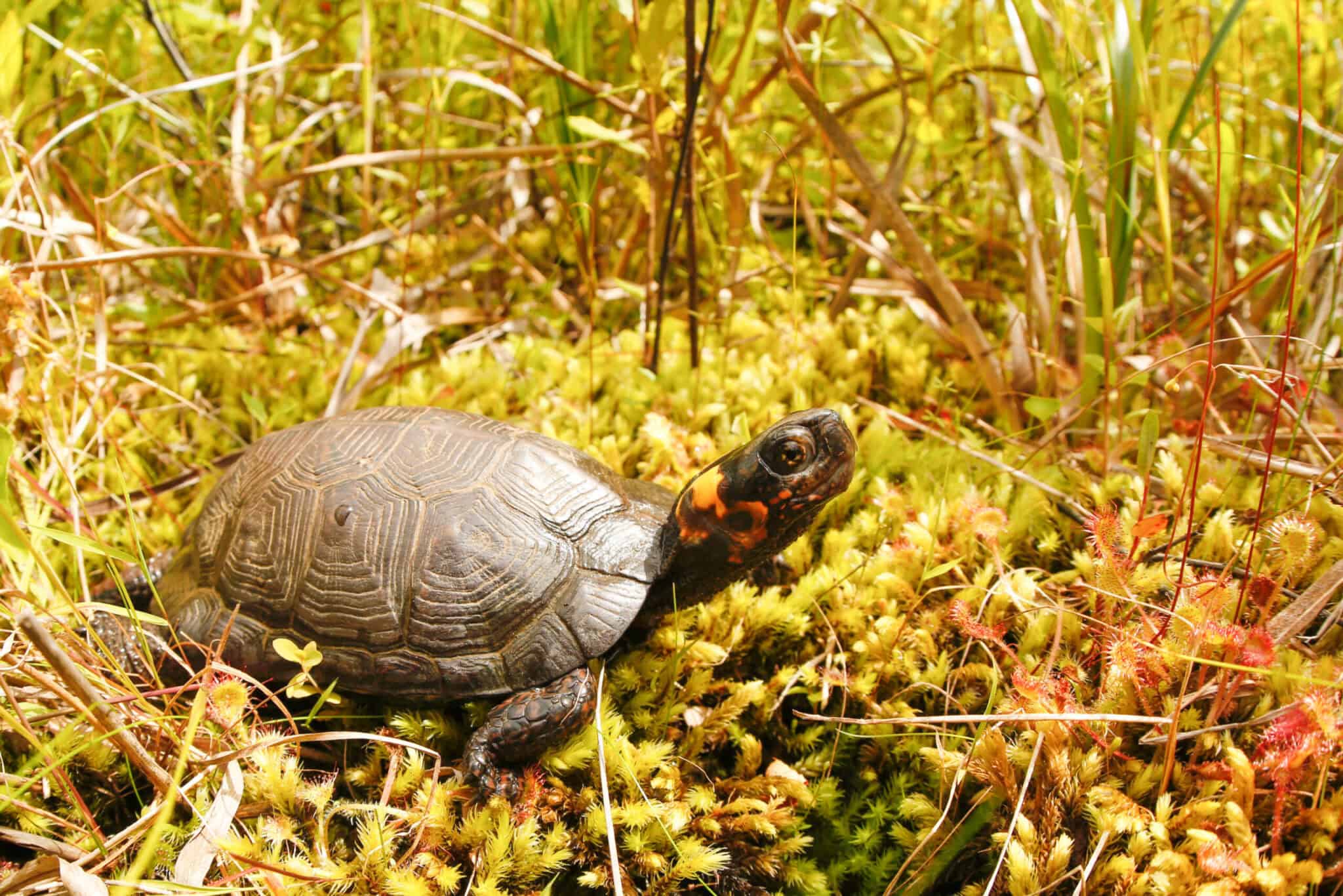 A global look at effects of climate change on frogs and toads - The ...