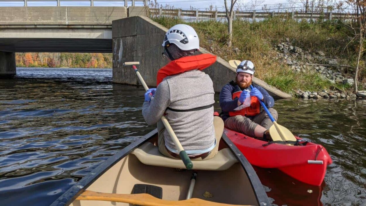 Despite resurgence, elephant seals impacted by near extinction - The Wildlife Society