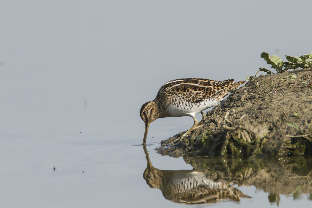 The April issue of the Journal of Wildlife Management is now available ...