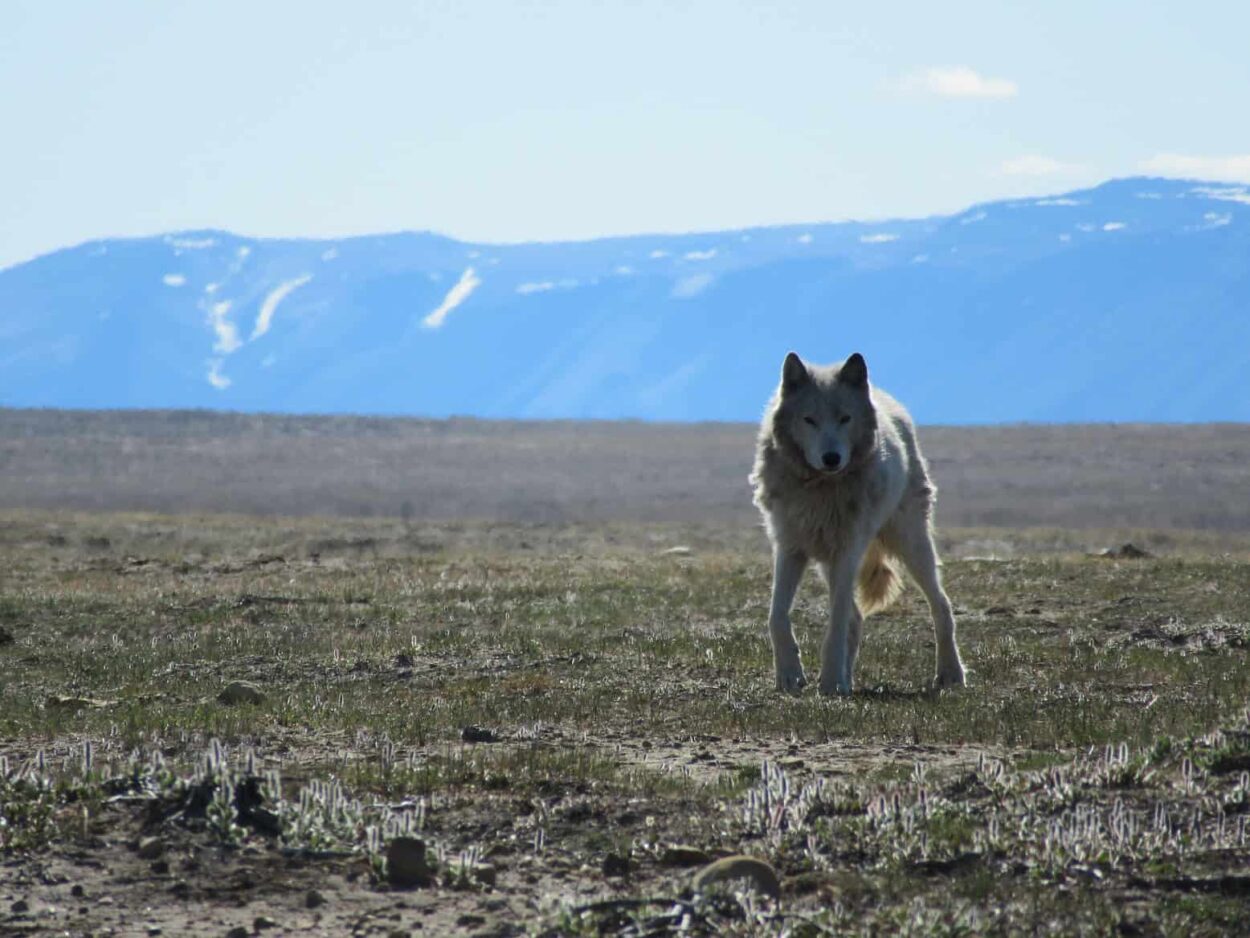Wild Cam: What do wolves eat in the high arctic? - The Wildlife Society
