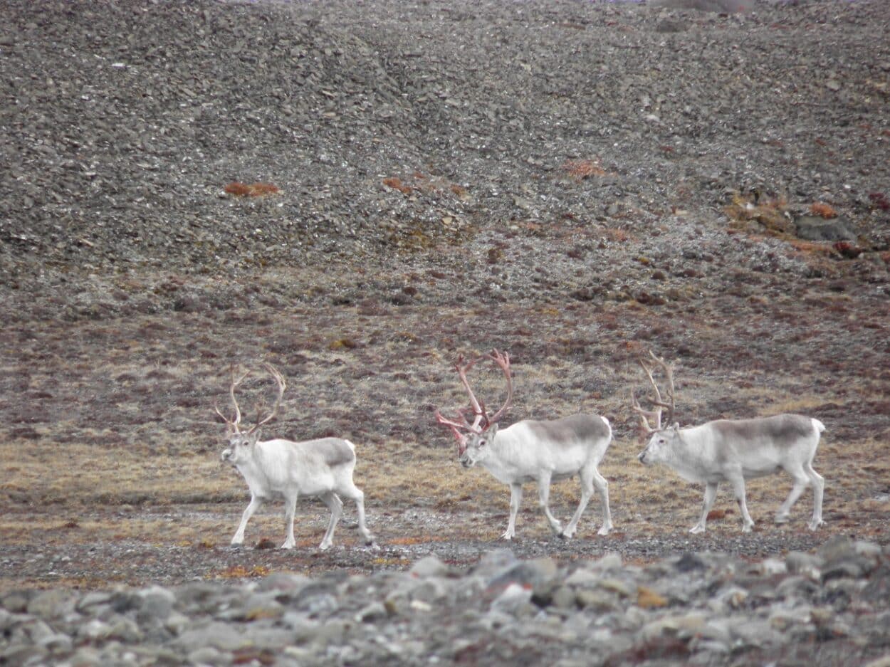 Wild Cam: What do wolves eat in the high arctic? - The Wildlife Society