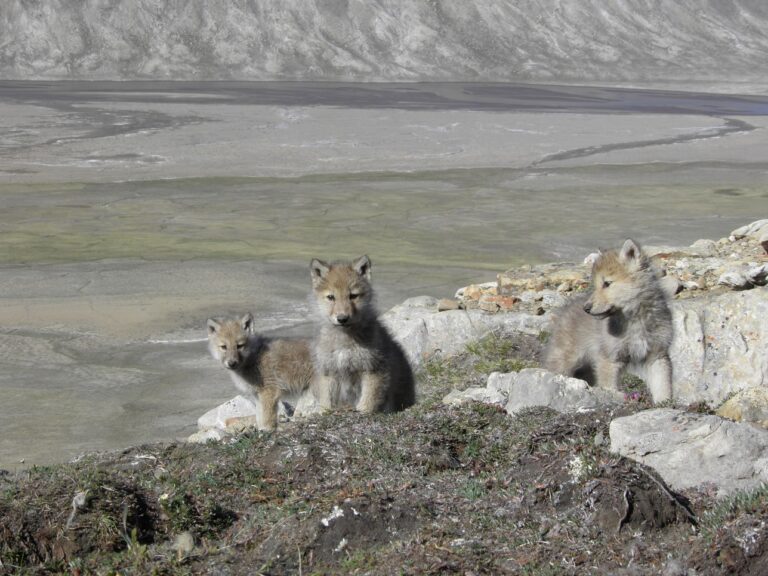 Wild Cam: What do wolves eat in the high arctic? - The Wildlife Society