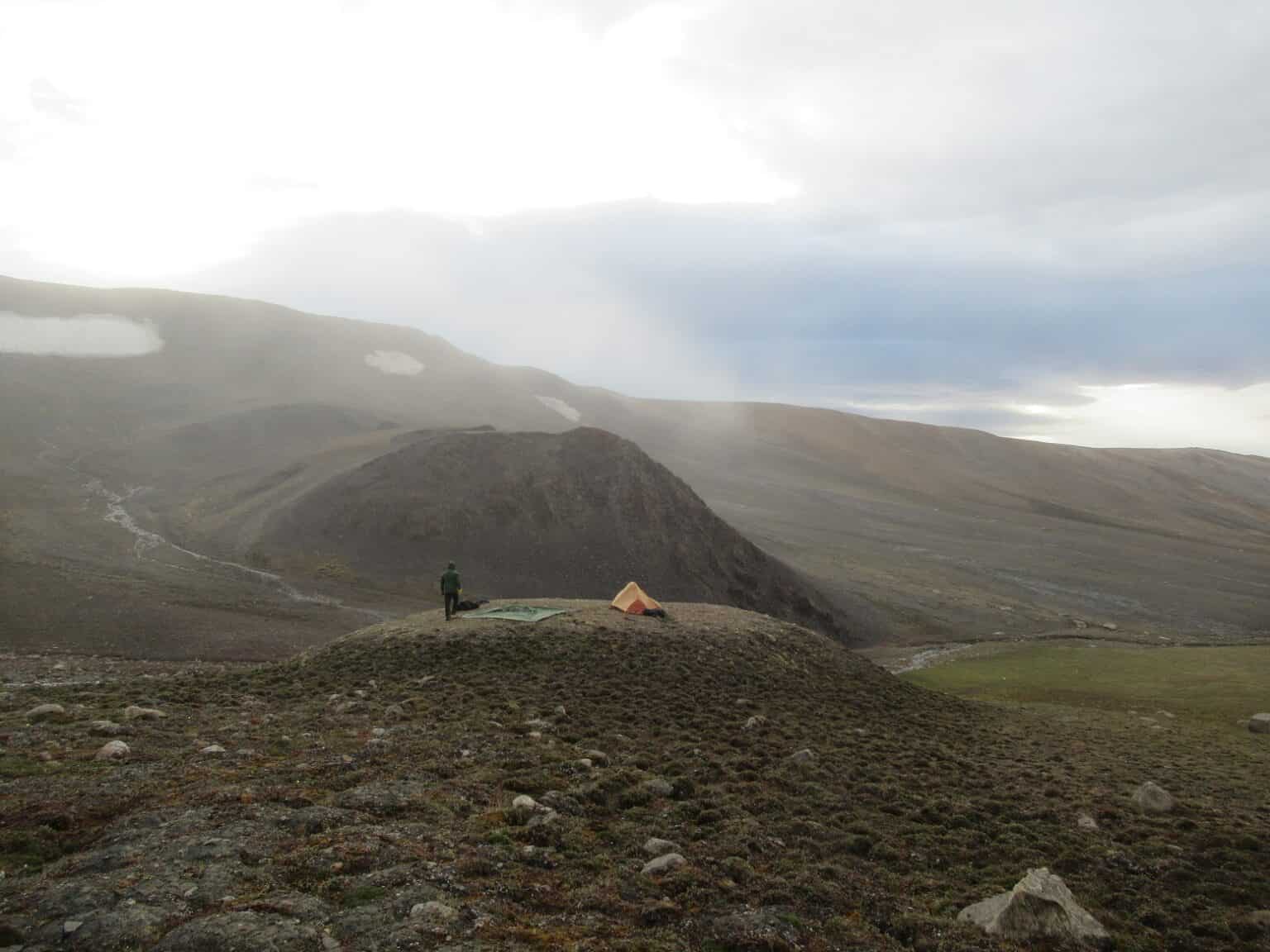 Wild Cam: What do wolves eat in the high arctic? - The Wildlife Society