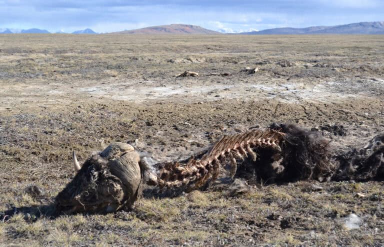 Wild Cam: What do wolves eat in the high arctic? - The Wildlife Society