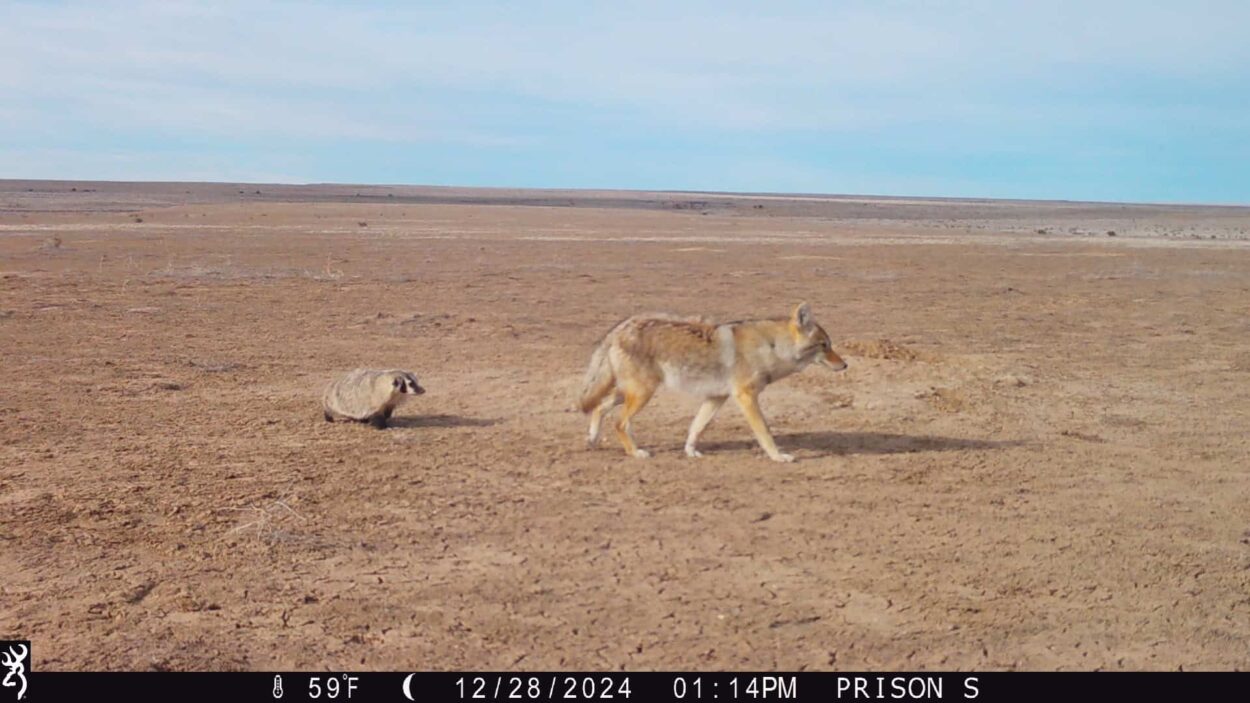 Wild Cam: What do wolves eat in the high arctic? - The Wildlife Society