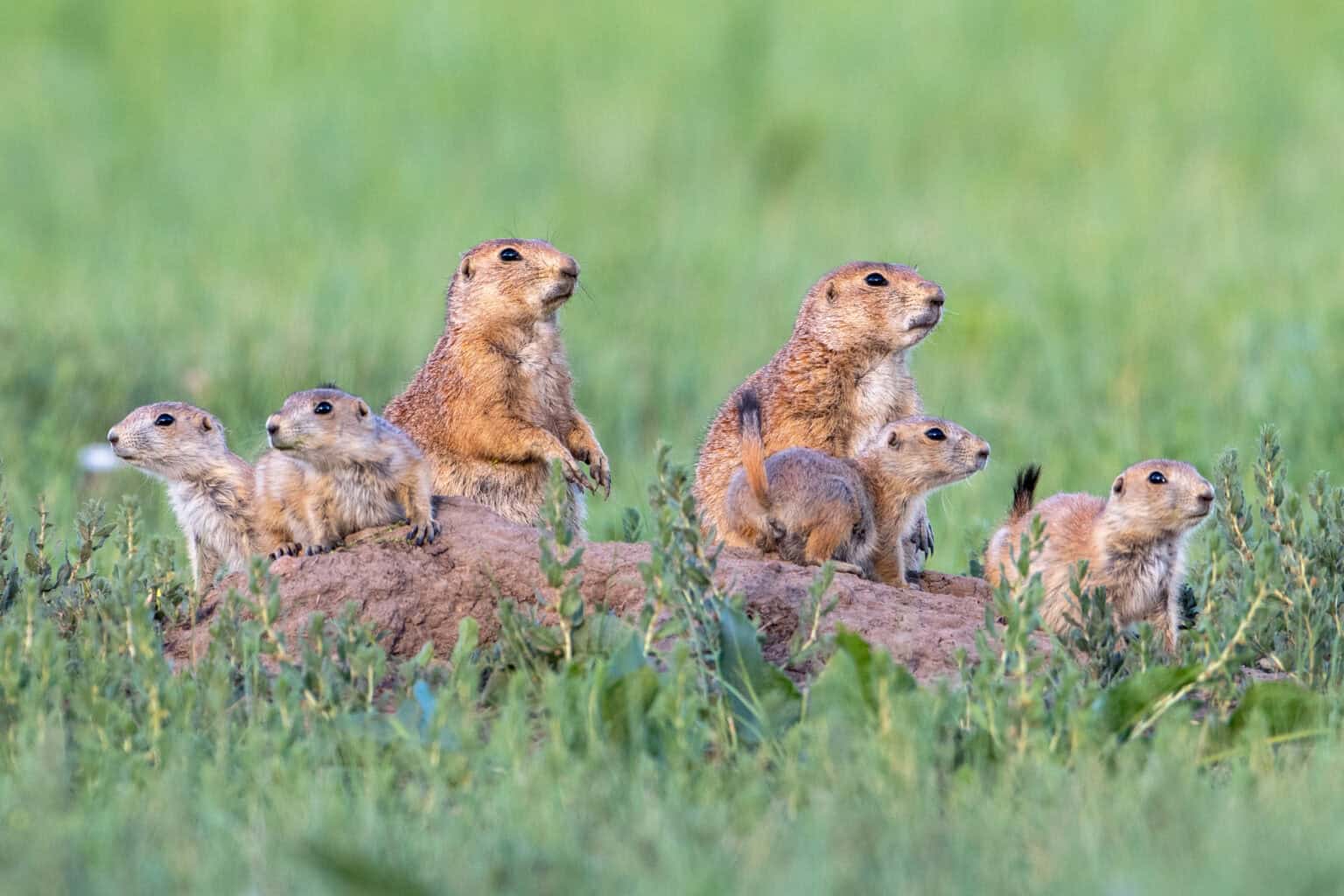 Wild Cam: Watch coyotes hunt with badgers - The Wildlife Society