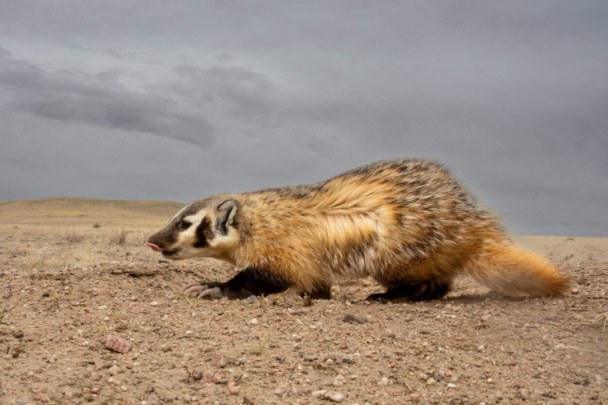 Wild Cam: Watch coyotes hunt with badgers - The Wildlife Society