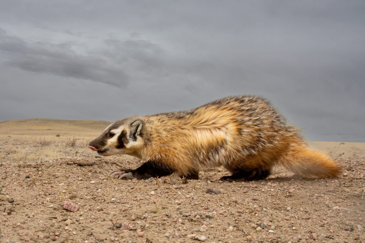 Wild Cam: Watch coyotes hunt with badgers - The Wildlife Society