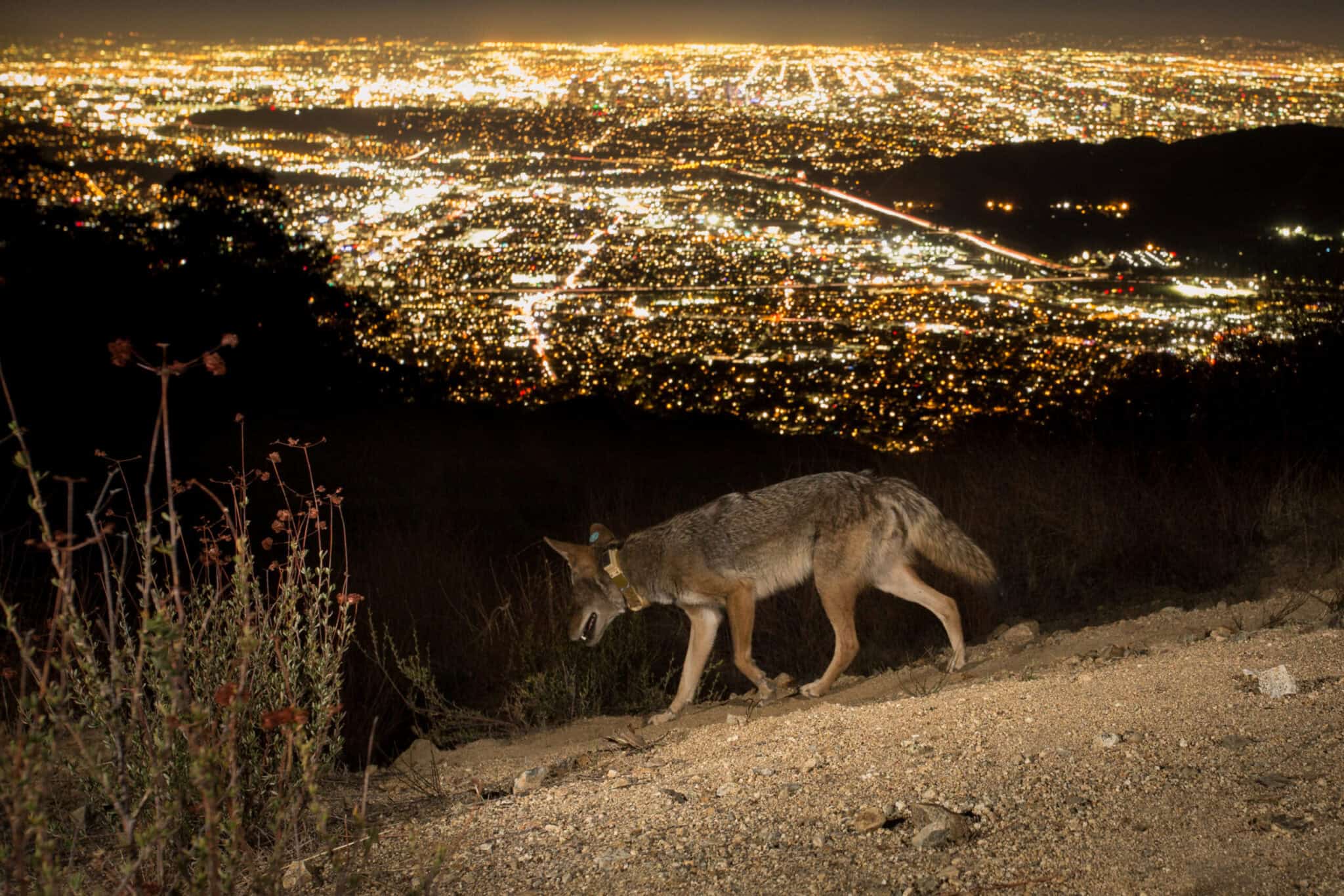 Australian ‘firehawks’ use fire to catch prey - The Wildlife Society