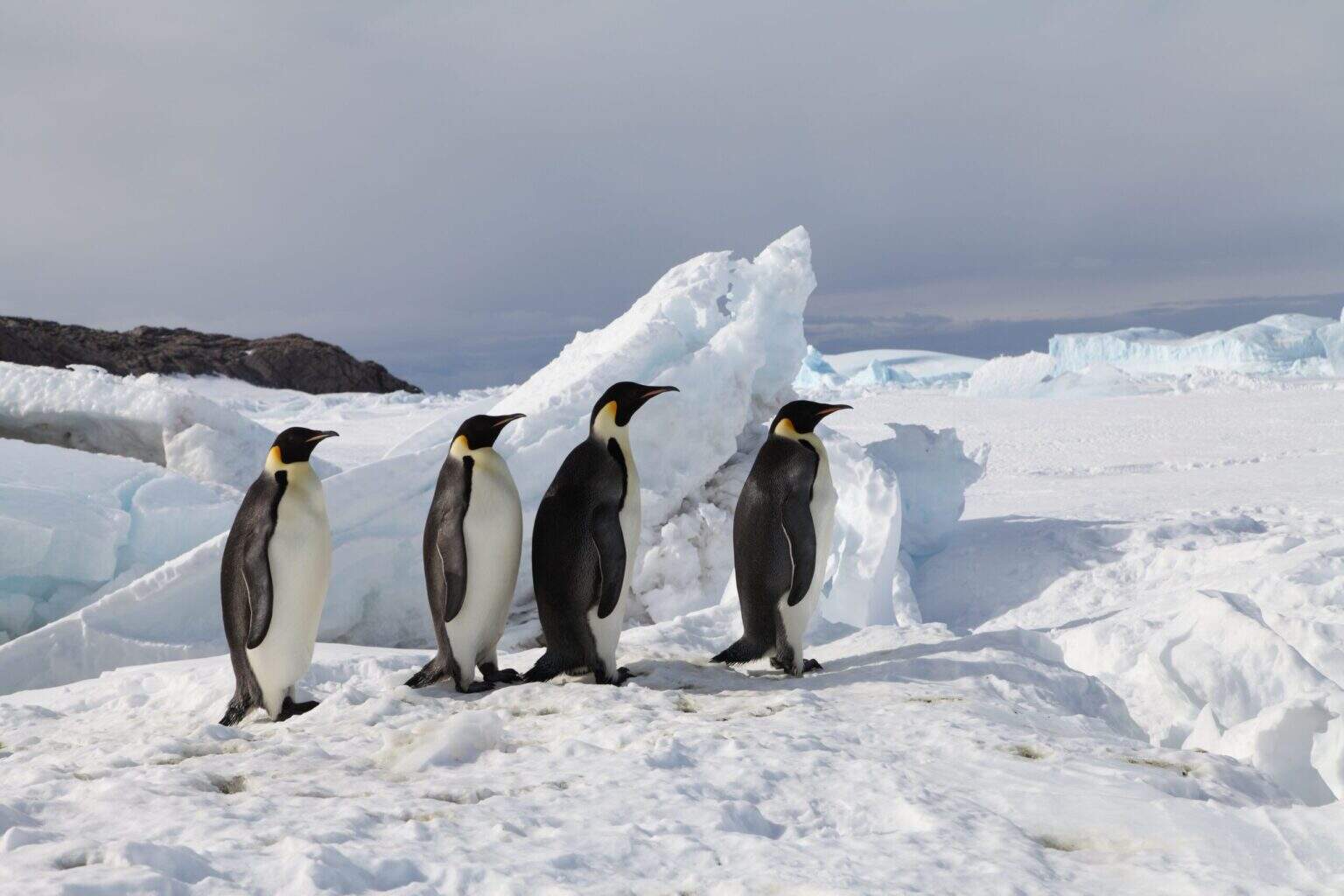 Study recommends IUCN uplist emperor penguin - The Wildlife Society