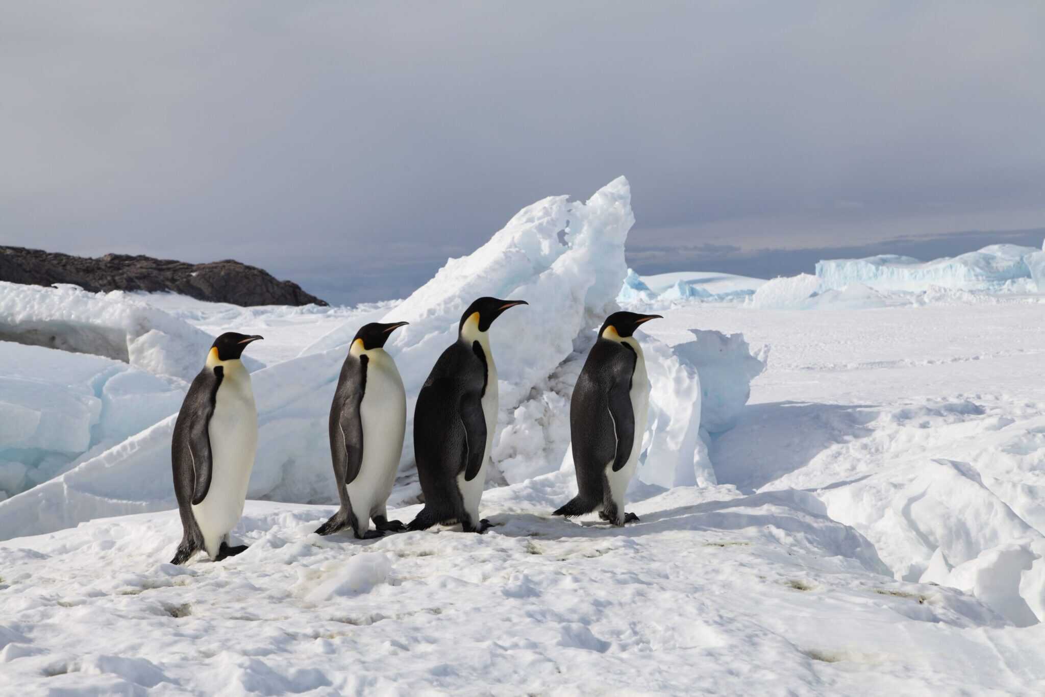 35-year study sheds new light on alligators’ lifespan - The Wildlife ...