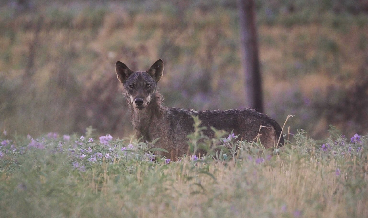 Europe’s wolf population on the rise - The Wildlife Society