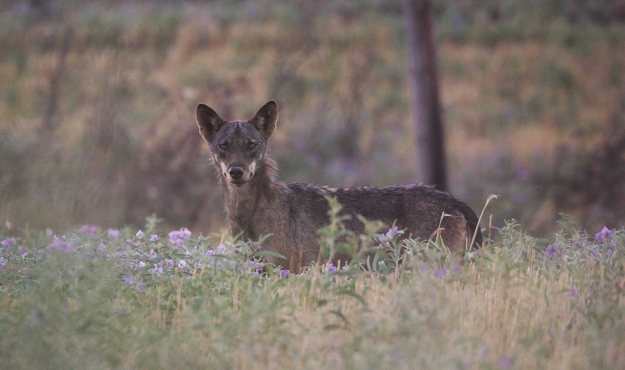 Europe’s wolf population on the rise - The Wildlife Society